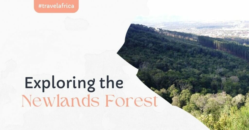 Everything To Know About Newlands Forest | Start Living