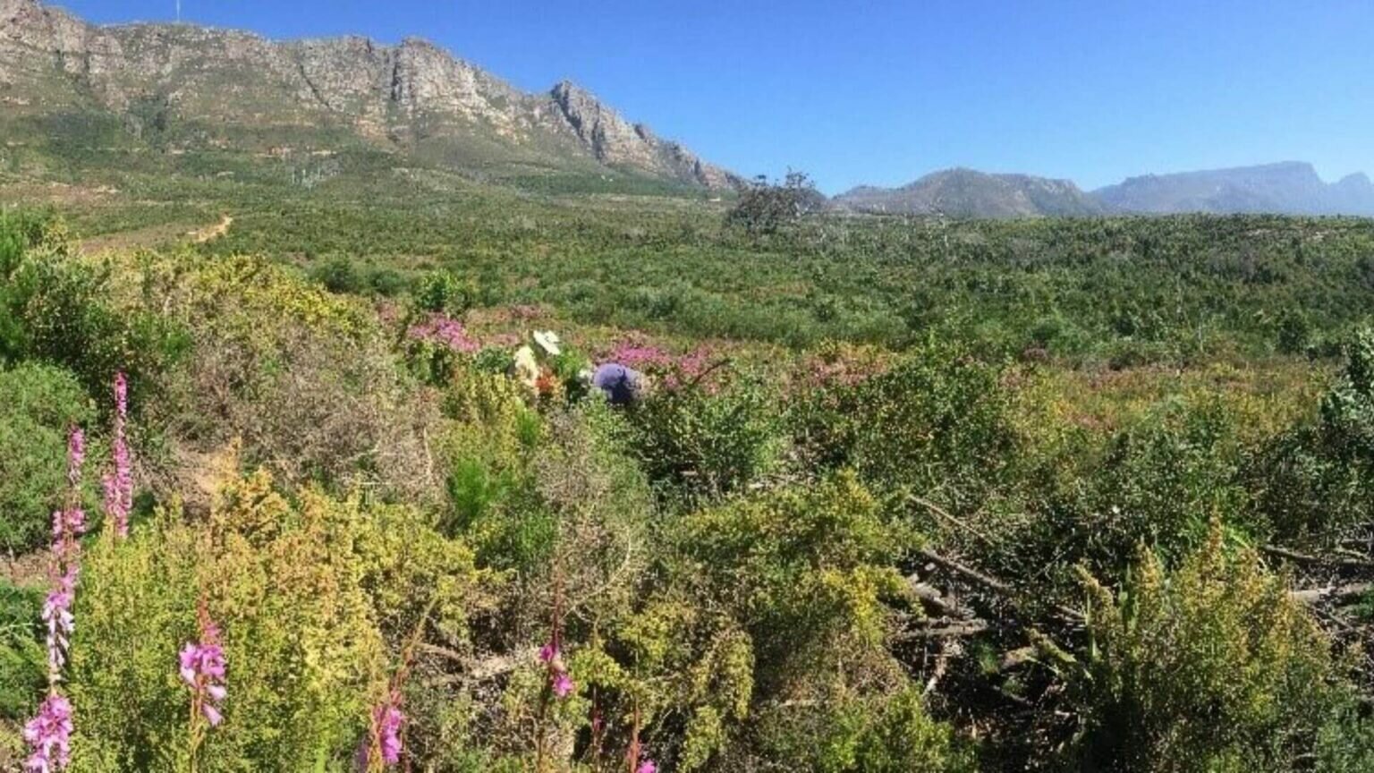 Everything To Know About Newlands Forest | Start Living